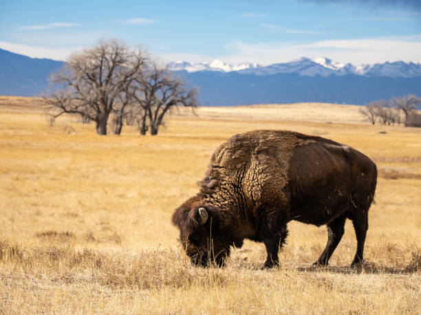 Great Plains Pictures | Download Free Images on Unsplash