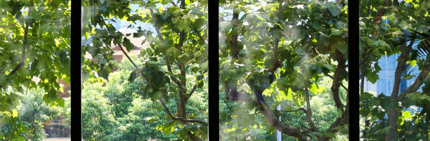 Free Stock Photo of Tree View Through Window | Download Free Images and ...