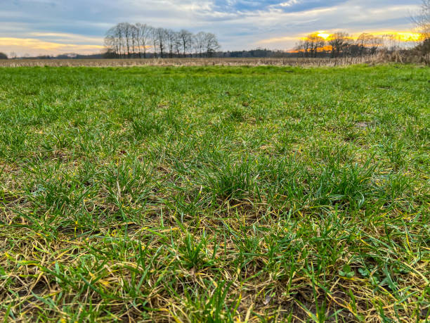 Free picture: landscape, grass, nature, sky, water, field, wheat, reed