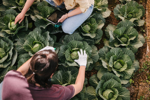 500+ Cabbage Pictures [HD] | Download Free Images on Unsplash