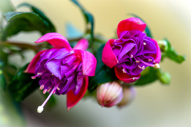 Fllower Pictures | Download Free Images on Unsplash