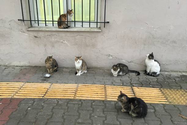 Cat Street Pictures | Download Free Images on Unsplash
