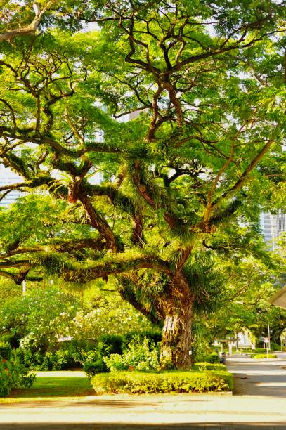 Rain Tree Pictures | Download Free Images on Unsplash