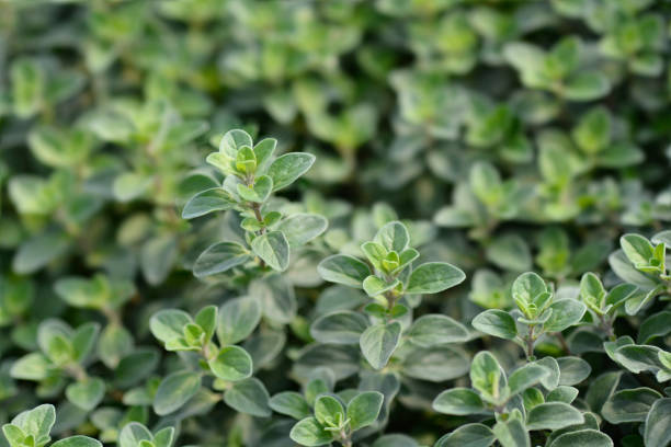 Marjoram Pictures | Download Free Images on Unsplash