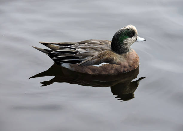 Free picture: American, widgeon, baldpate, duck