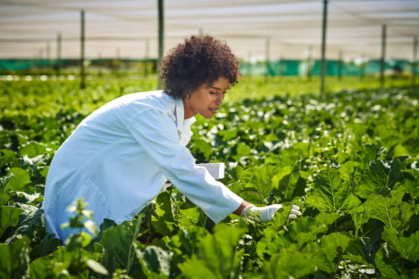 Free picture: research, scientist, field