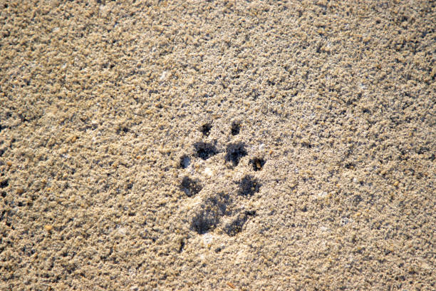 Free picture: Imprint of claw in rough concrete texture