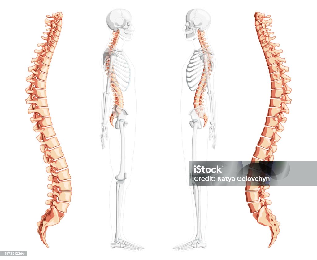 Lumbar Spine Posterior View