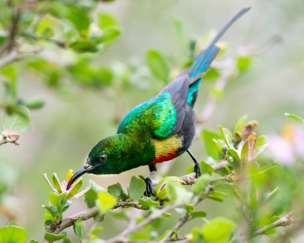 Sunbird Pictures | Download Free Images on Unsplash