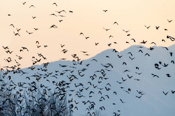 Free Stock Photo of A group of birds flying over a mountain | Download ...