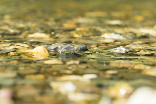 Free picture: motion, riverbank, riverbed, water, river, nature, creek ...
