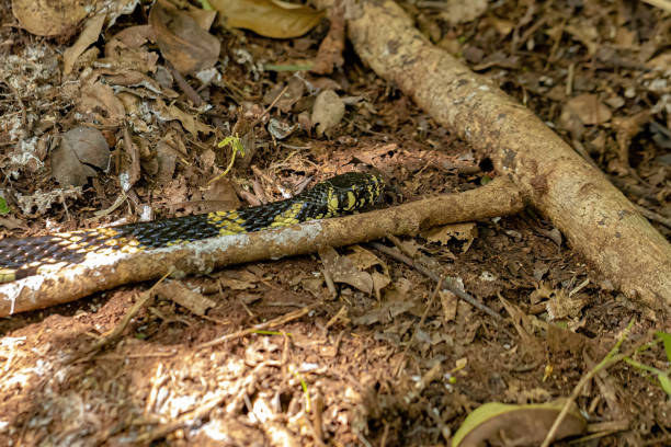 Serpiente Negra Pictures | Download Free Images on Unsplash