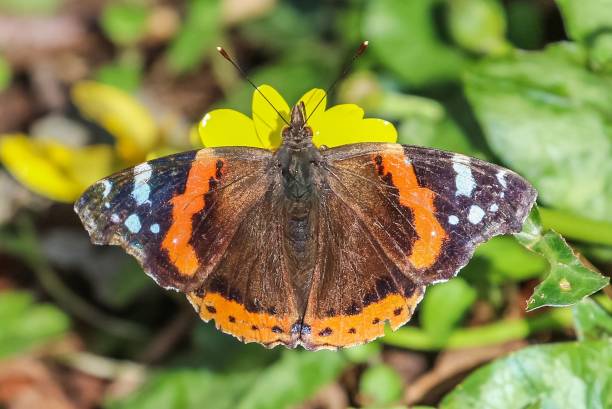 Common Buttercup Butterfly - Free photo on Pixabay