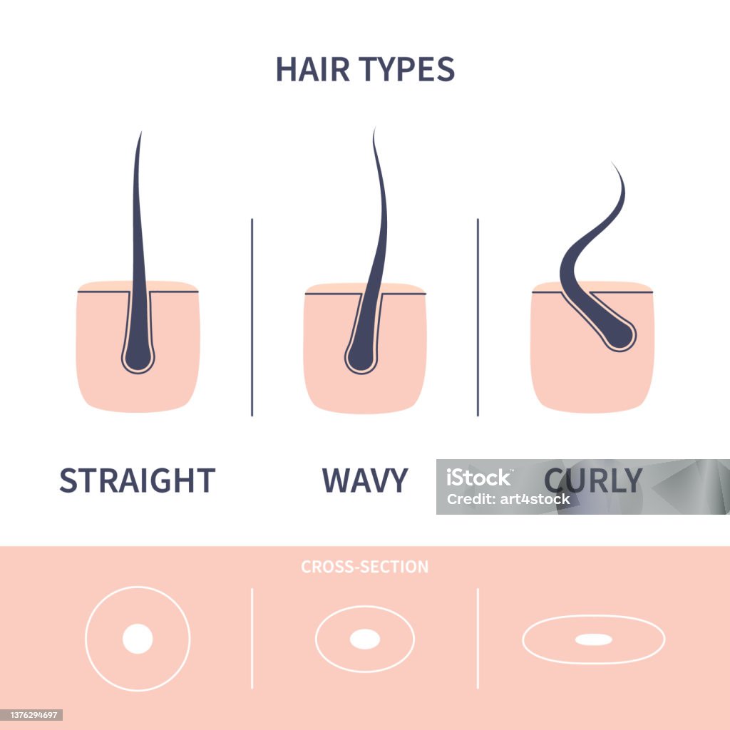 Hair Growth Types Chart Set Of Straigt Wavy And Curly Strands ... Hair Growth Types Chart Set Of Straigt Wavy And Curly Strands ...