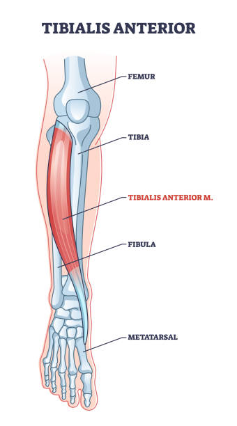Tibialis anterior muscle with human leg skeletal structure outline ...