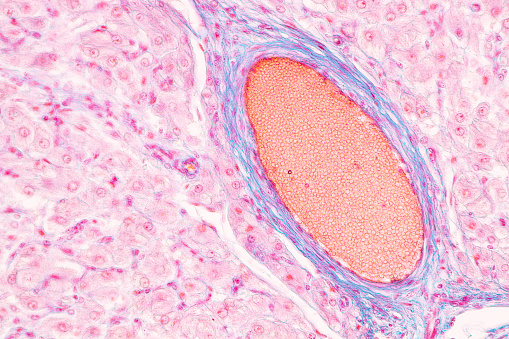 Anatomi Dan Histologis Ovarium Testis Dan Sperma Sel Manusia Di Bawah