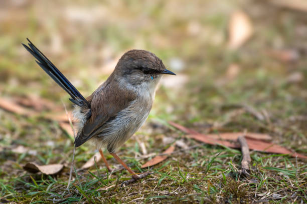 Fairy Wren Pictures | Download Free Images on Unsplash