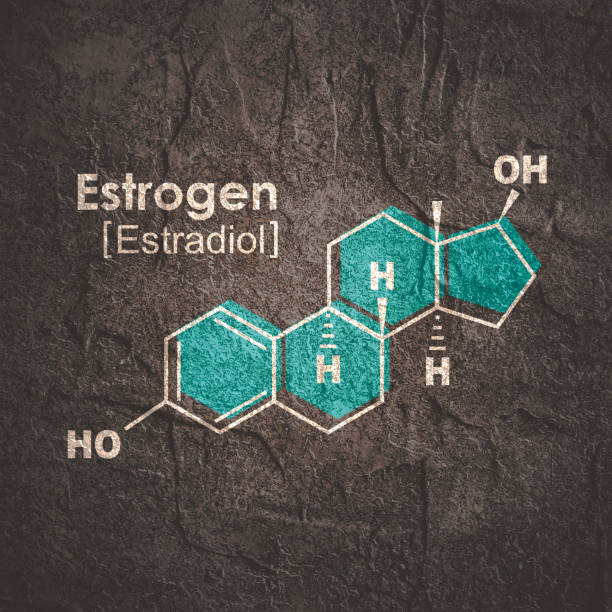 190 Estradiol Molecule Stock Illustrations Royalty Free Vector