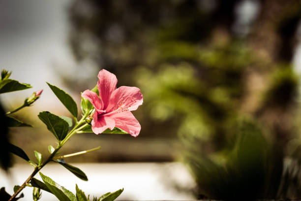 Yercaud Pictures | Download Free Images on Unsplash