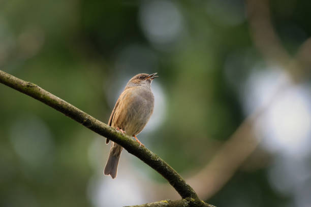 A Brown Bird Singing Haydn Wood Pictures | Download Free Images on Unsplash