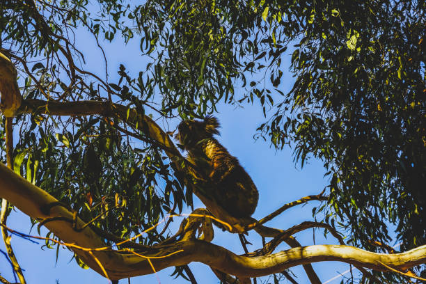 Free picture: bear, cute, animal, fauna, red koala