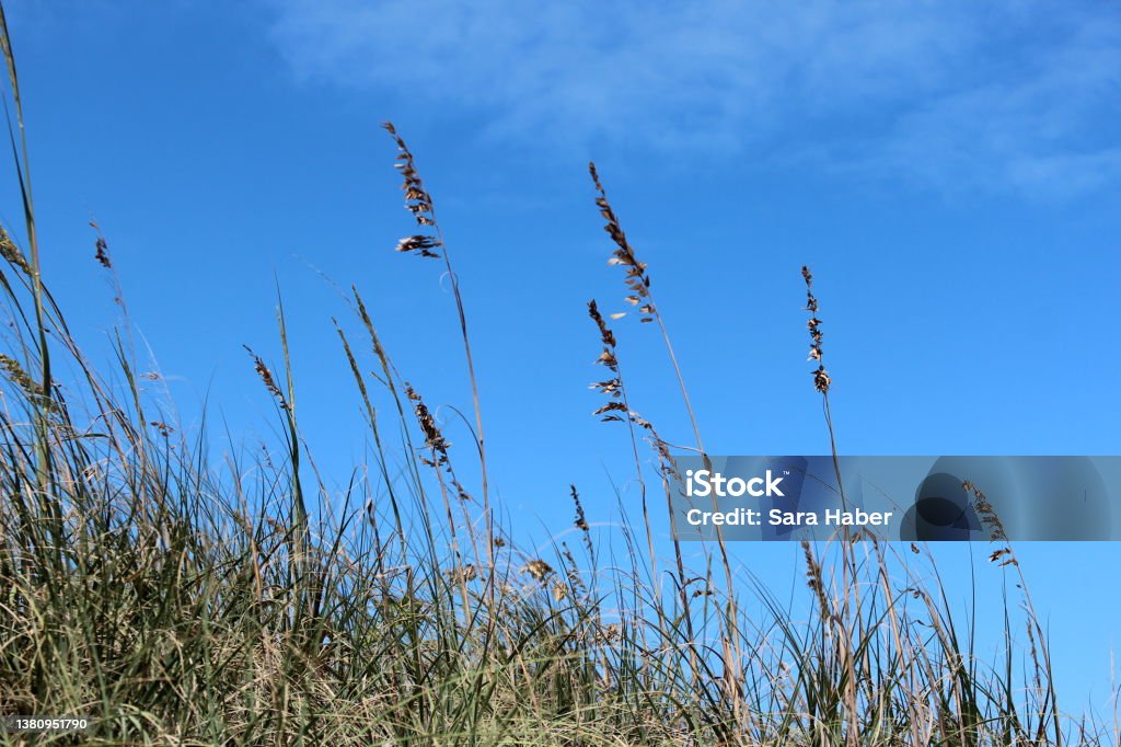Rumput Marram Tinggi Tertiup Angin Foto Stok Unduh Gambar Sekarang Alam Amerika Serikat