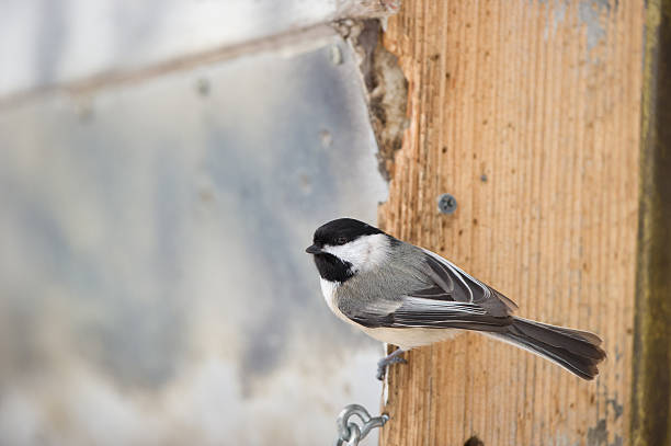 Chickadee Bird Feeder Animal - Free photo on Pixabay