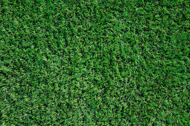 Free picture: Texture of short dark green grass