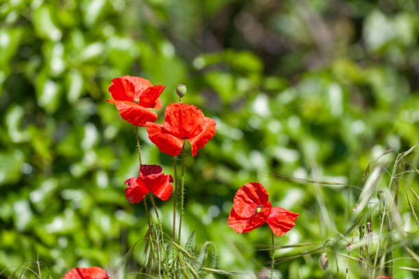 Spanish Poppies Poppy Flower - Free photo on Pixabay
