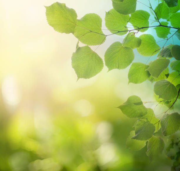 Soft Nature Pictures | Download Free Images on Unsplash