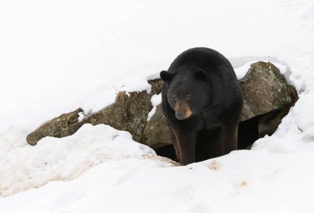 Free picture: black bear, cave