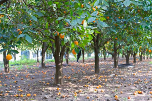 Orange Orchard Pictures | Download Free Images on Unsplash