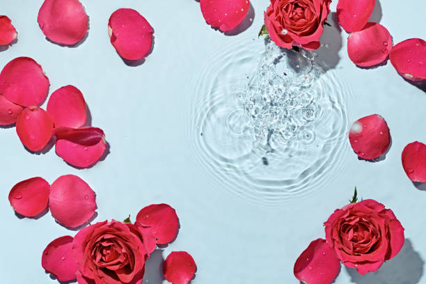 Rose Water Pictures | Download Free Images on Unsplash