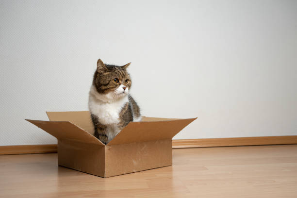 Cat In Box Pictures | Download Free Images on Unsplash