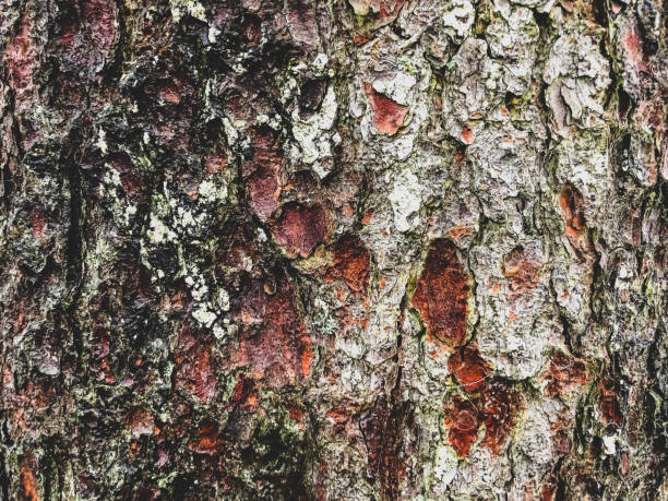 Free picture: Wet pine tree trunk bark close-up