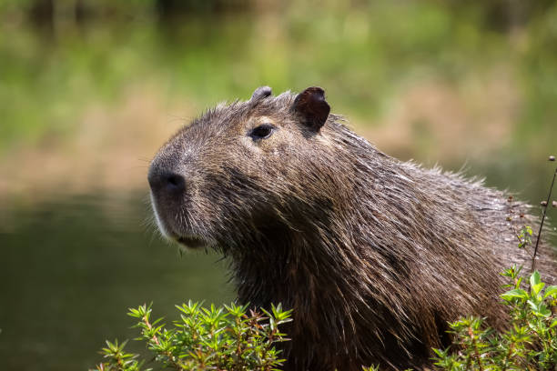 1600 Capybara Portrait Fotografías De Stock Fotos E Imágenes Libres
