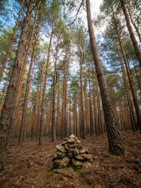 Bosques Pictures | Download Free Images on Unsplash