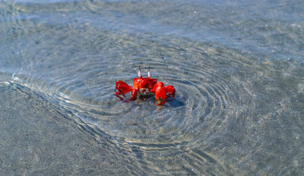 4,900+ Red Crab Beach Stock Photos, Pictures & Royalty-Free Images - iStock 4,900+ Red Crab Beach Stock Photos, Pictures & Royalty-Free Images - iStock
