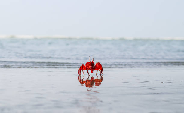 4,800+ Red Crab Beach Stock Photos, Pictures & Royalty-Free Images - iStock 4,800+ Red Crab Beach Stock Photos, Pictures & Royalty-Free Images - iStock