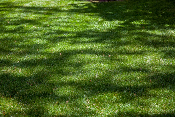 Shady Pictures | Download Free Images on Unsplash