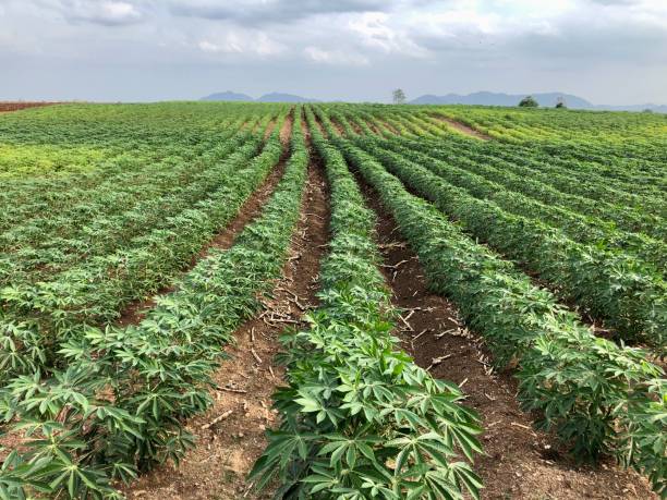 Cassava Pictures | Download Free Images on Unsplash