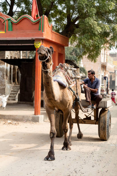 Free Stock Photo of Camel cart - Rajasthan, India | Download Free ...