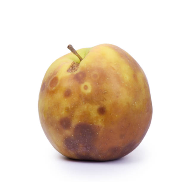 Rotten Apple Pictures | Download Free Images on Unsplash