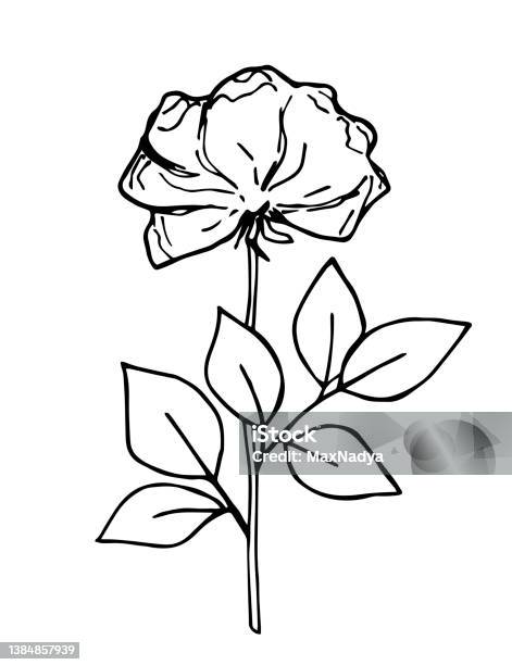 Dessin Vectoriel De Contour Noir Simple Rose Avec Feuilles Et Tige