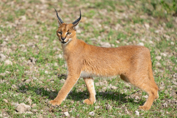 Caracal Pictures | Download Free Images on Unsplash