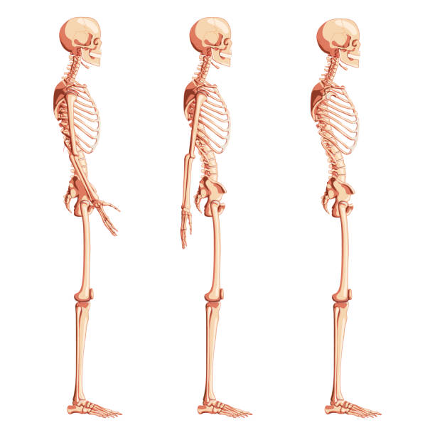 Human Arm Side View