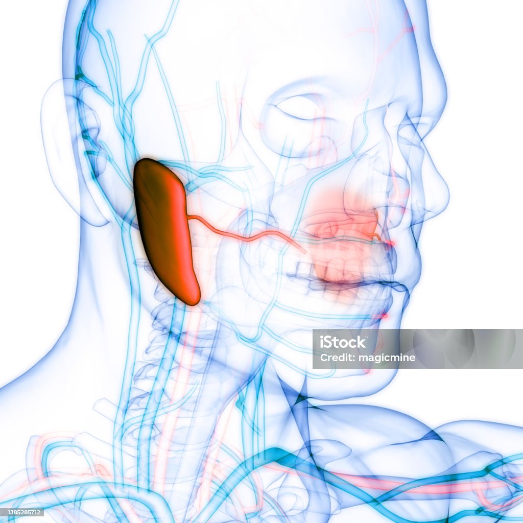 Apparato Digerente Umano Ghiandole Salivari Anatomia Fotografie Stock E Altre Immagini Di