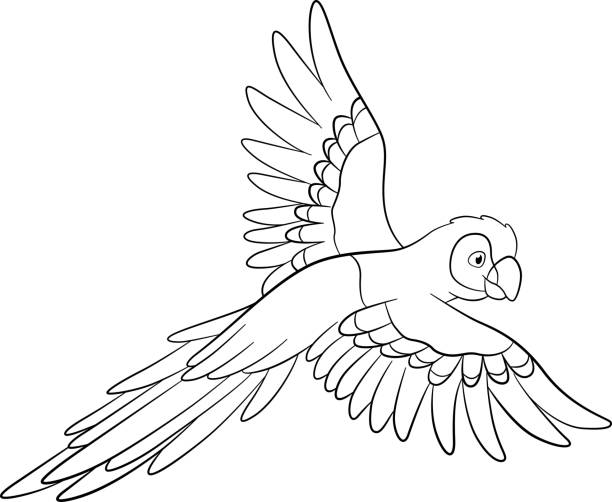 Bird Outline Drawing