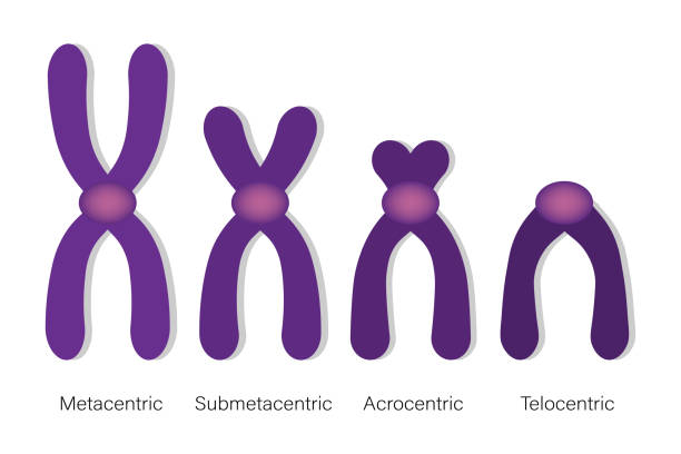 Homologous Structures Illustrations, Royalty-Free Vector Graphics ... Homologous Structures Illustrations, Royalty-Free Vector Graphics ...