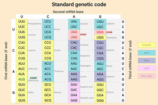 Genetischer Code Die Drei Basen Eines Mrnacodons Aminosäuresequenz ... Genetischer Code Die Drei Basen Eines Mrnacodons Aminosäuresequenz ...